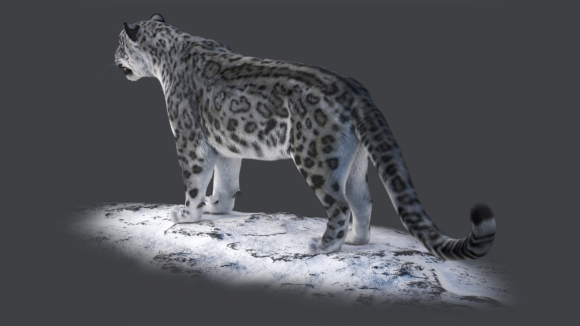 3D Snow Leopard V-ray Ornatrix - TurboSquid 1936049