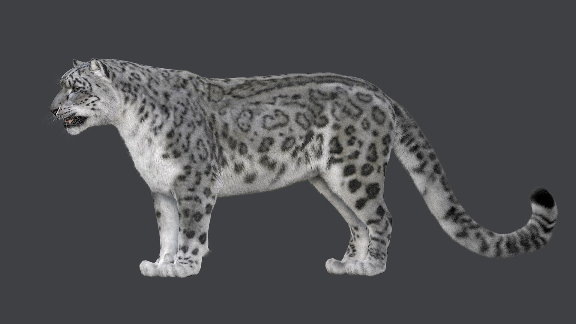 3D Snow Leopard V-ray Ornatrix - TurboSquid 1936049