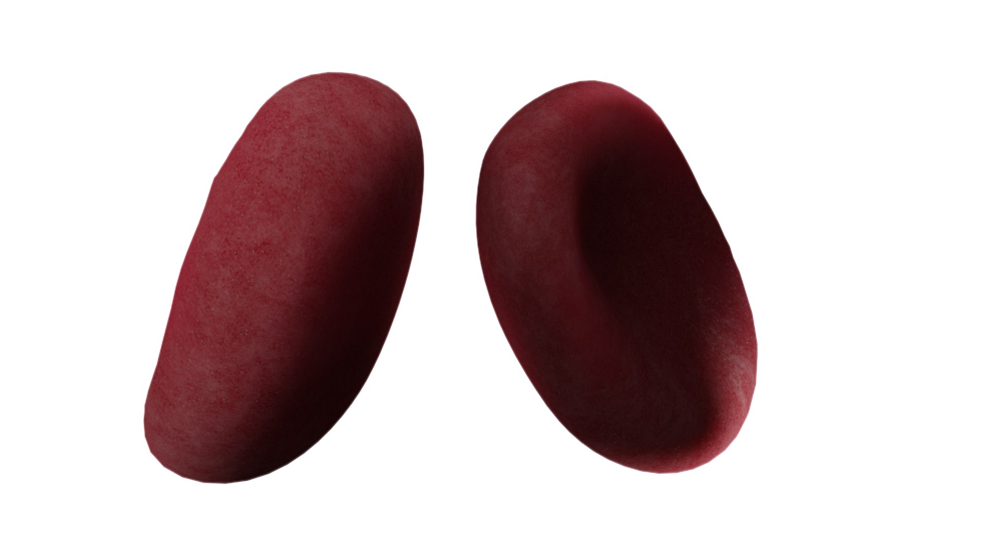3D Red Blood Cells Erythrocytes Model - TurboSquid 1545646