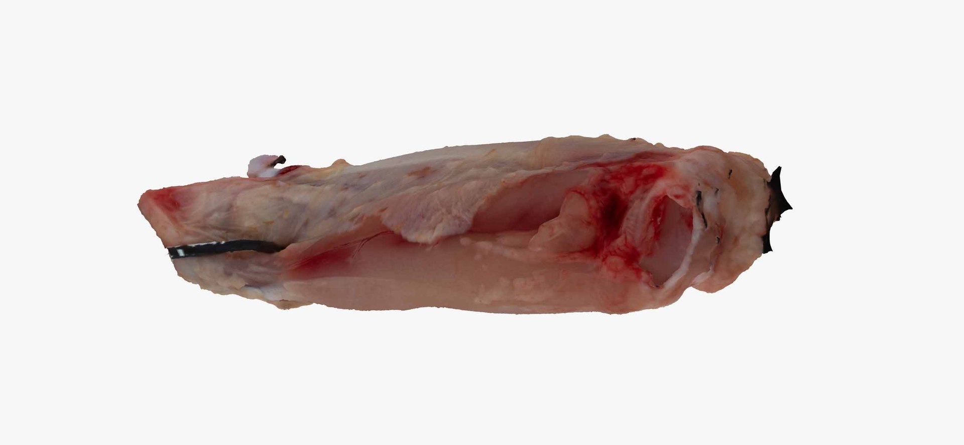 3D Chicken Wing 04 RAW Scan Model - TurboSquid 1822968