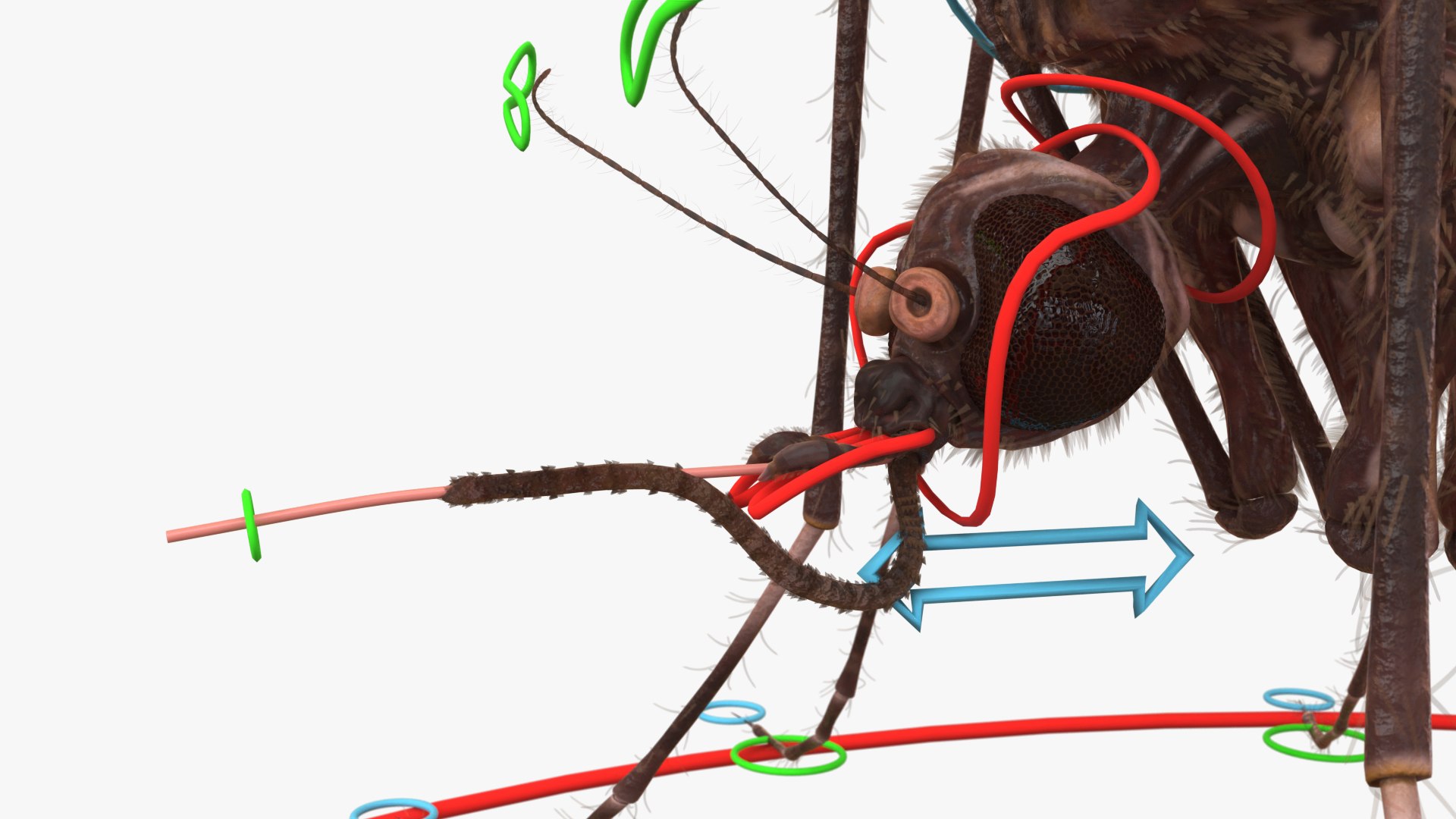 3D Mosquito Model - TurboSquid 2415387
