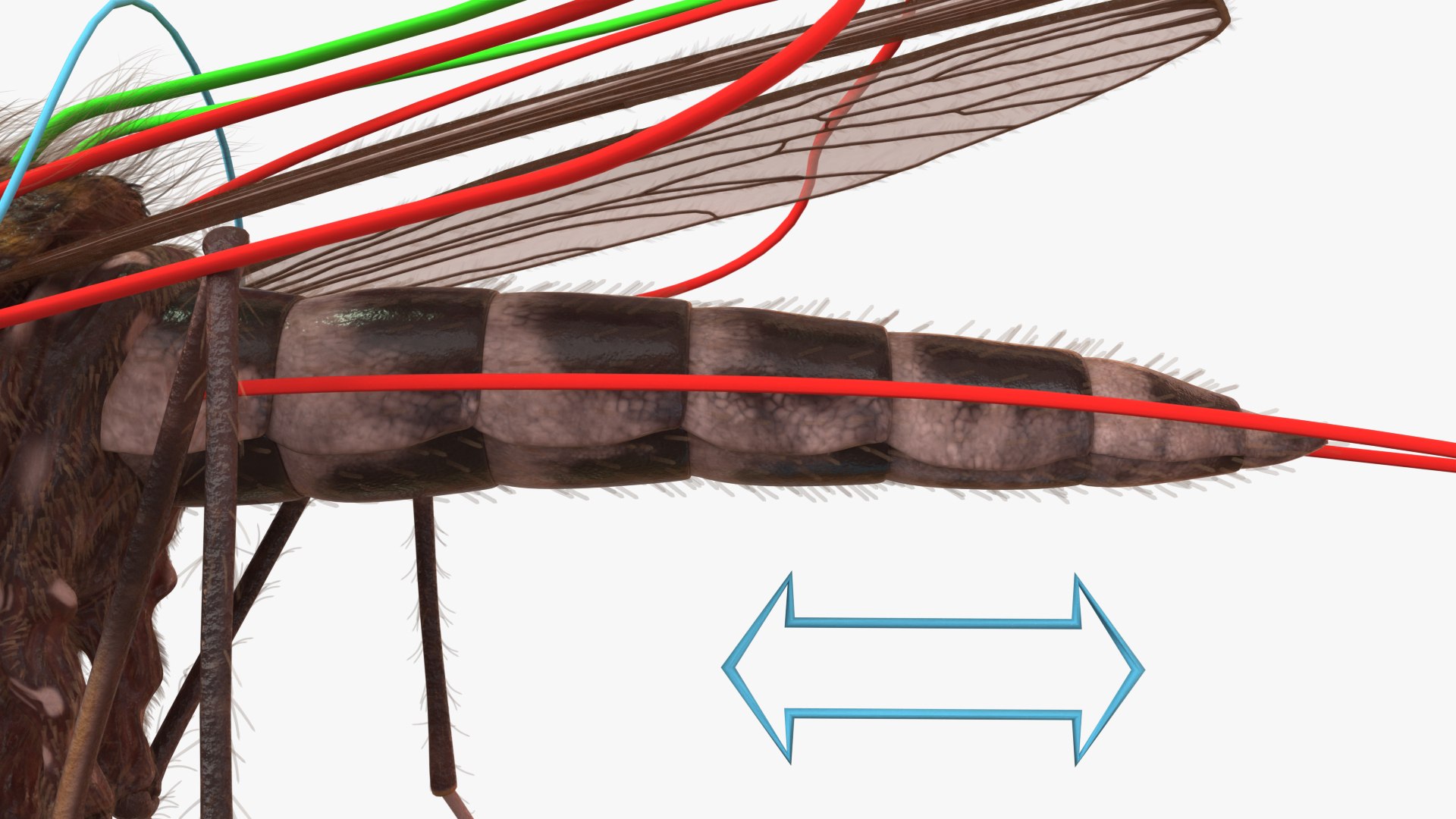 3D Mosquito Model - TurboSquid 2415387