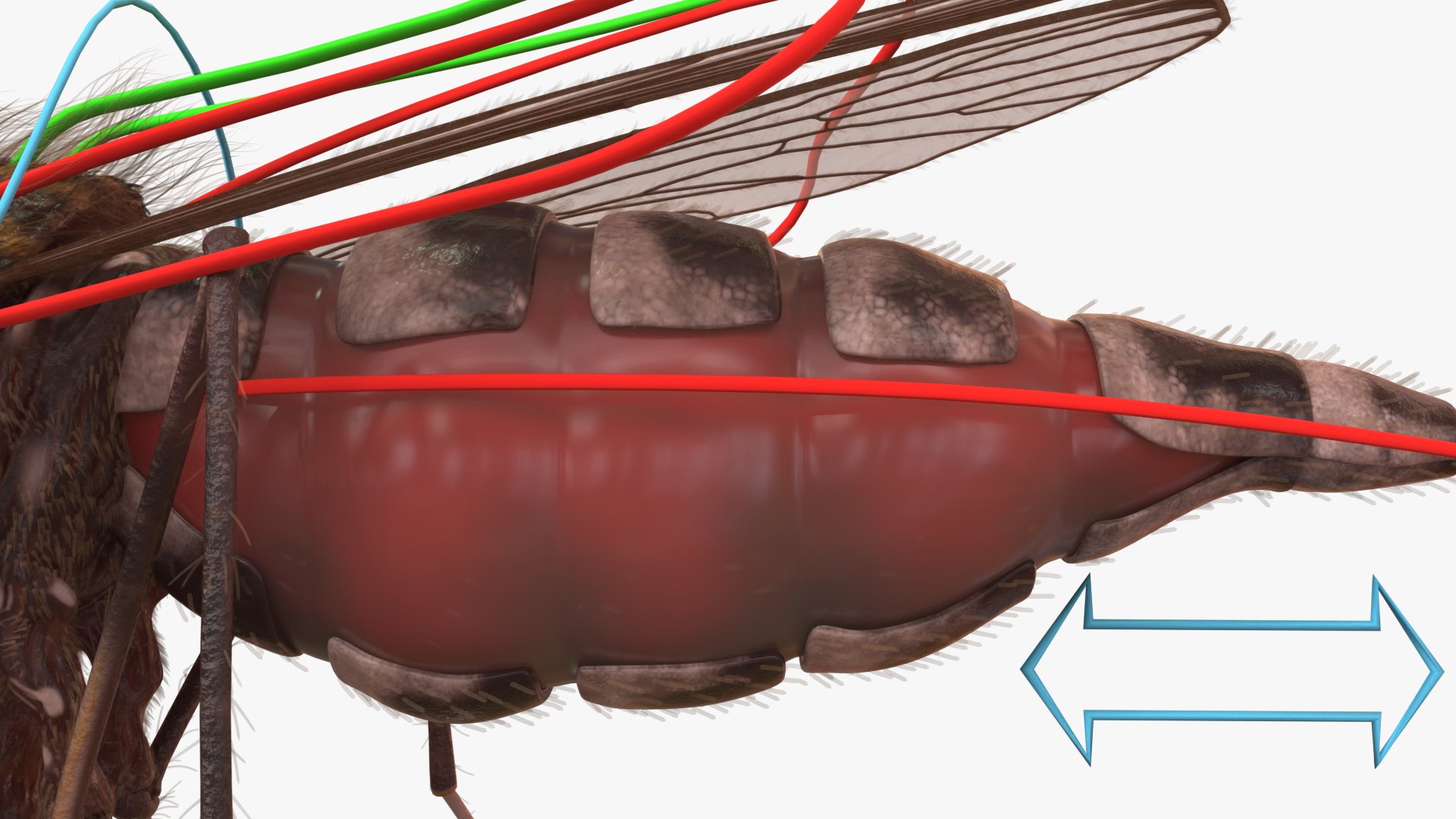 3D Mosquito Model - TurboSquid 2415387