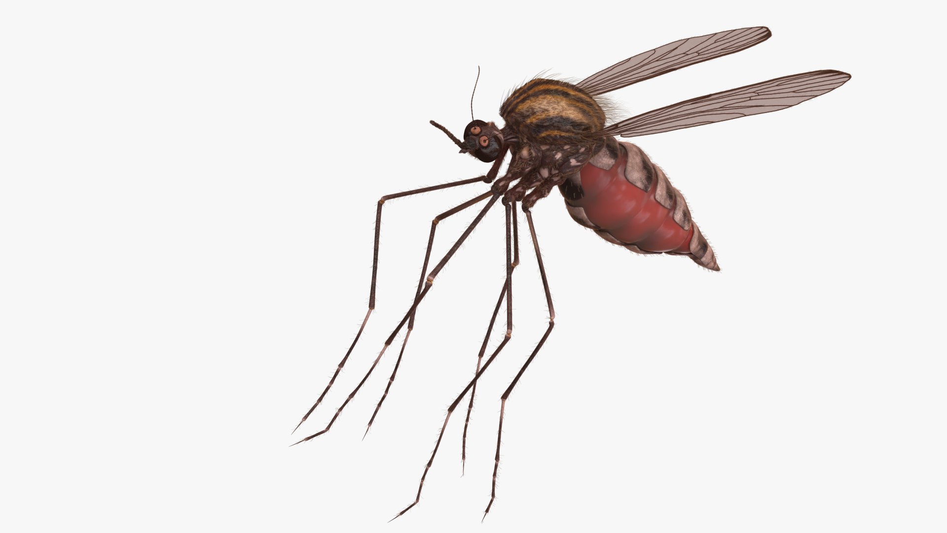3D Mosquito Model - TurboSquid 2415387