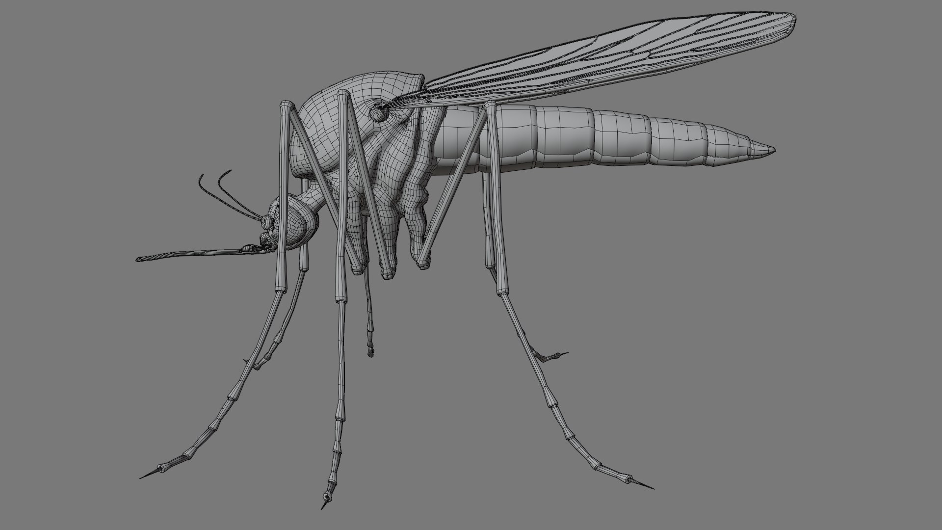 3D Mosquito Model - TurboSquid 2415387