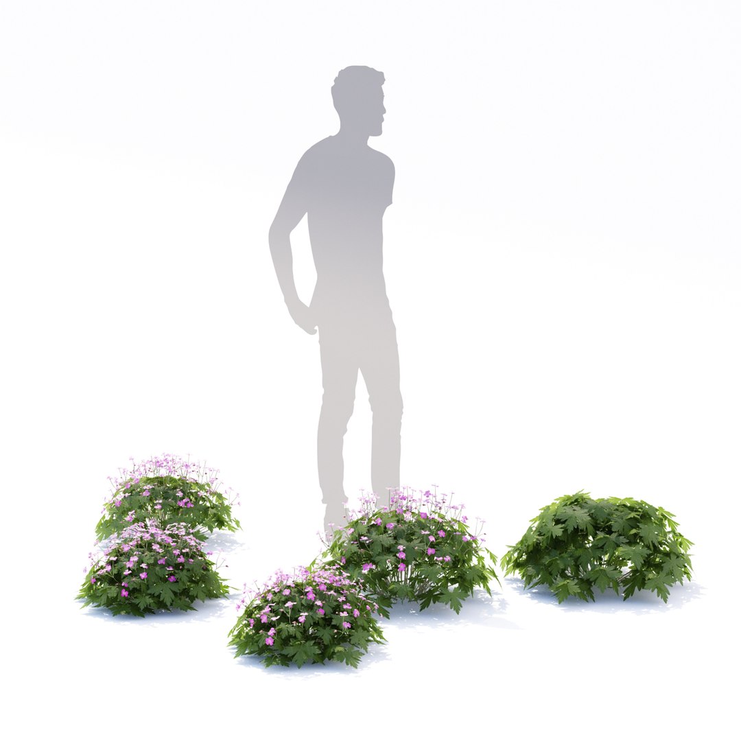 Geranium Macrorrhizum Flower 3D Model - TurboSquid 1880956