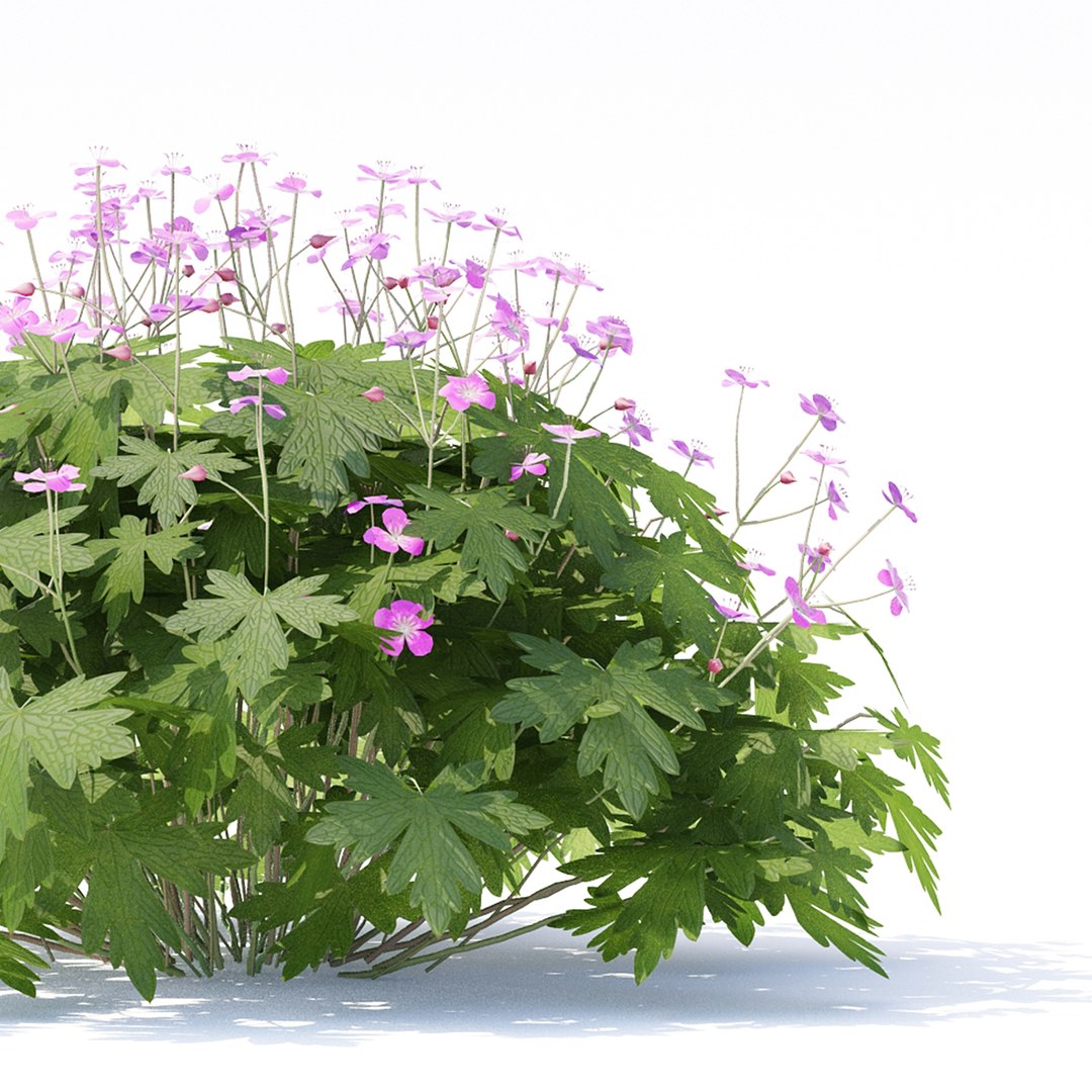 Geranium Macrorrhizum Flower 3D Model - TurboSquid 1880956
