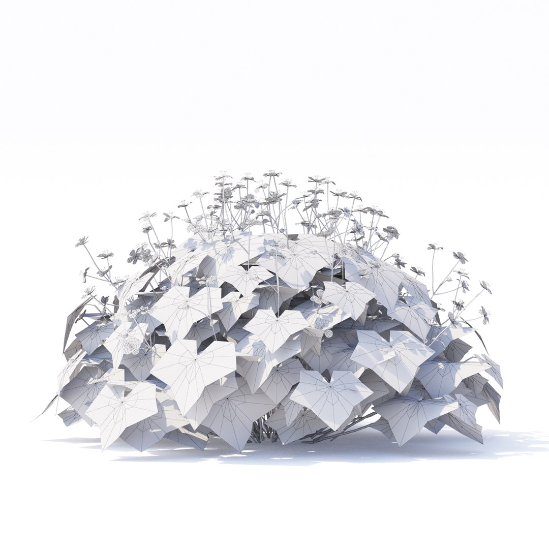 Geranium Macrorrhizum Flower 3D Model - TurboSquid 1880956