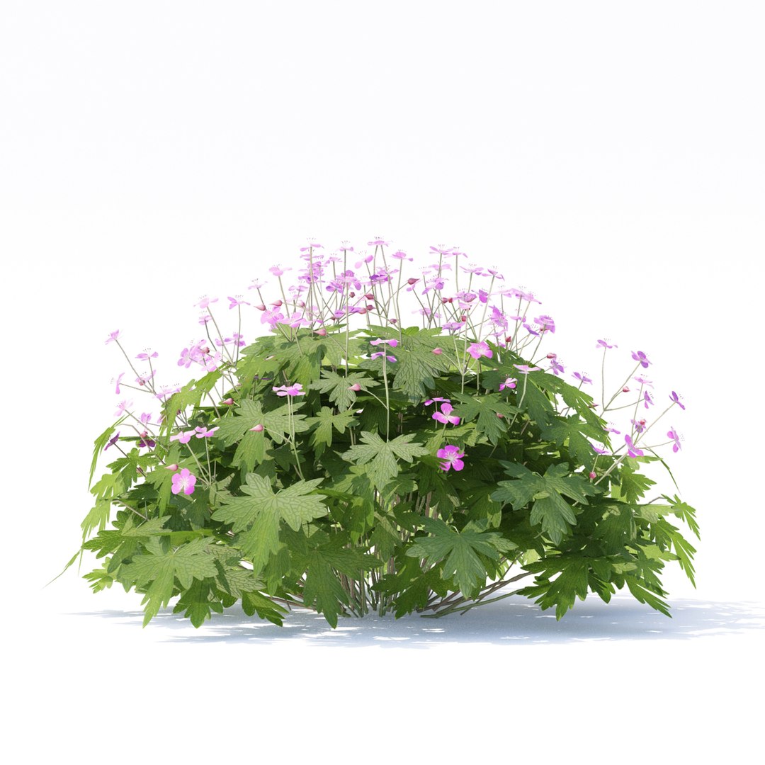 Geranium Macrorrhizum Flower 3D Model - TurboSquid 1880956