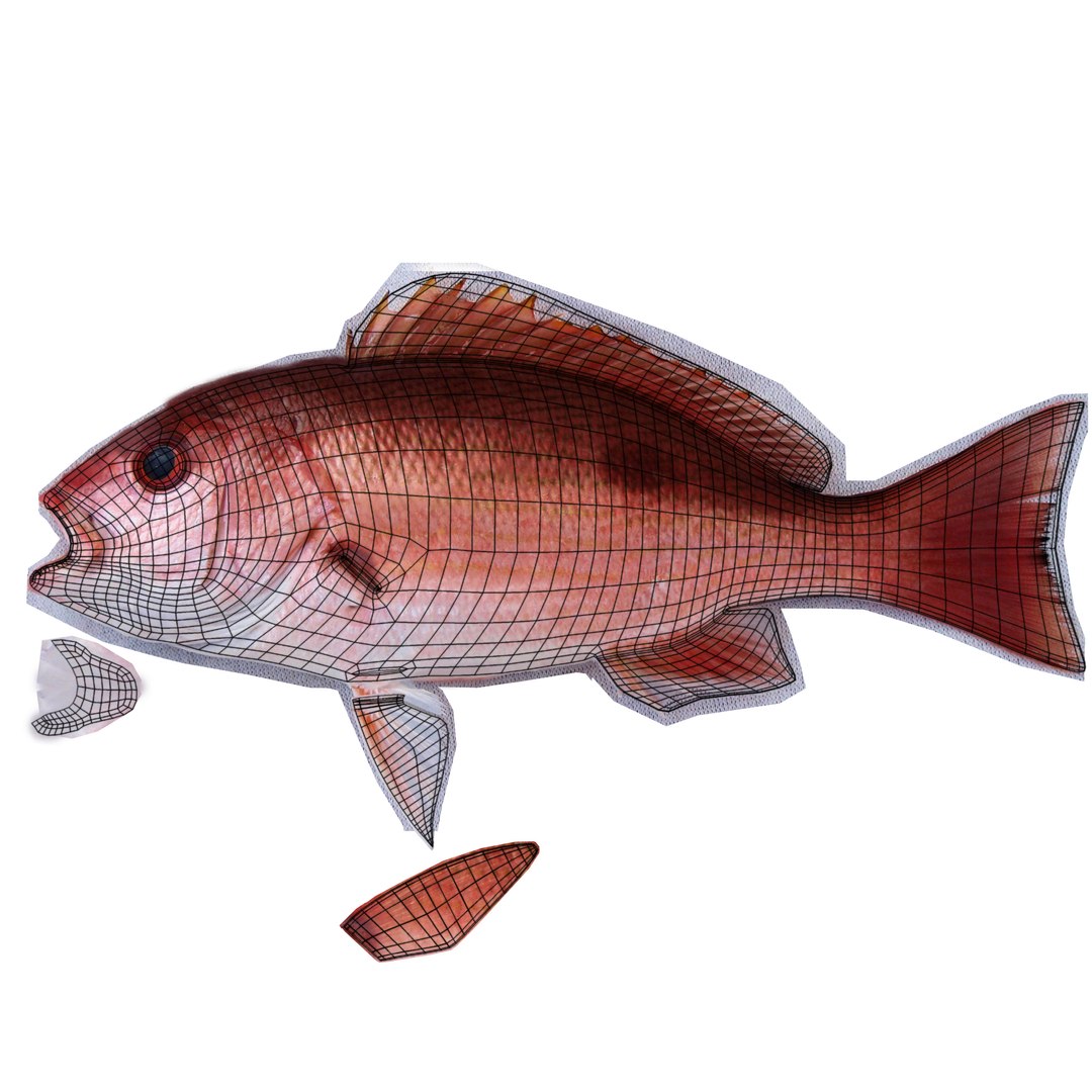 Pacific Red Snapper 3d Dxf