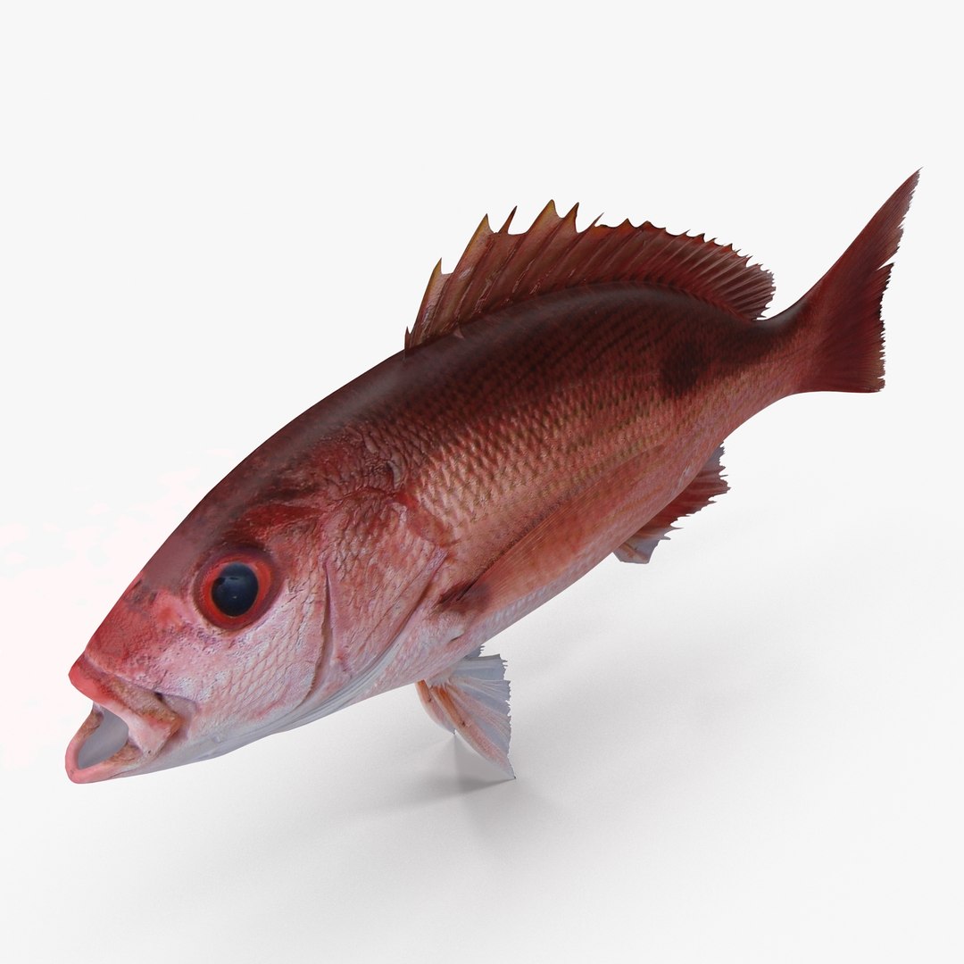 Pacific Red Snapper 3d Dxf