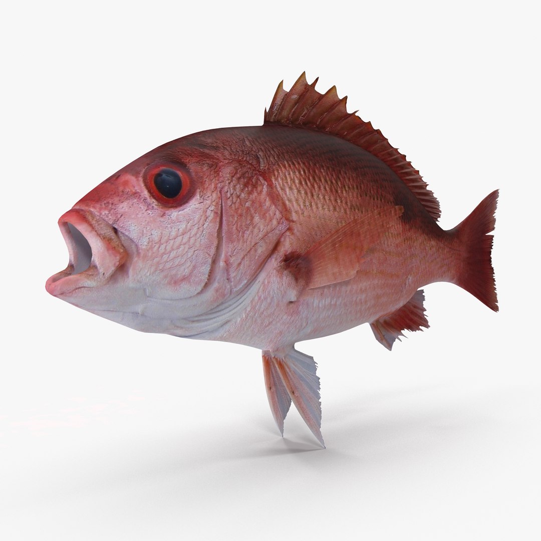 Pacific Red Snapper 3d Dxf