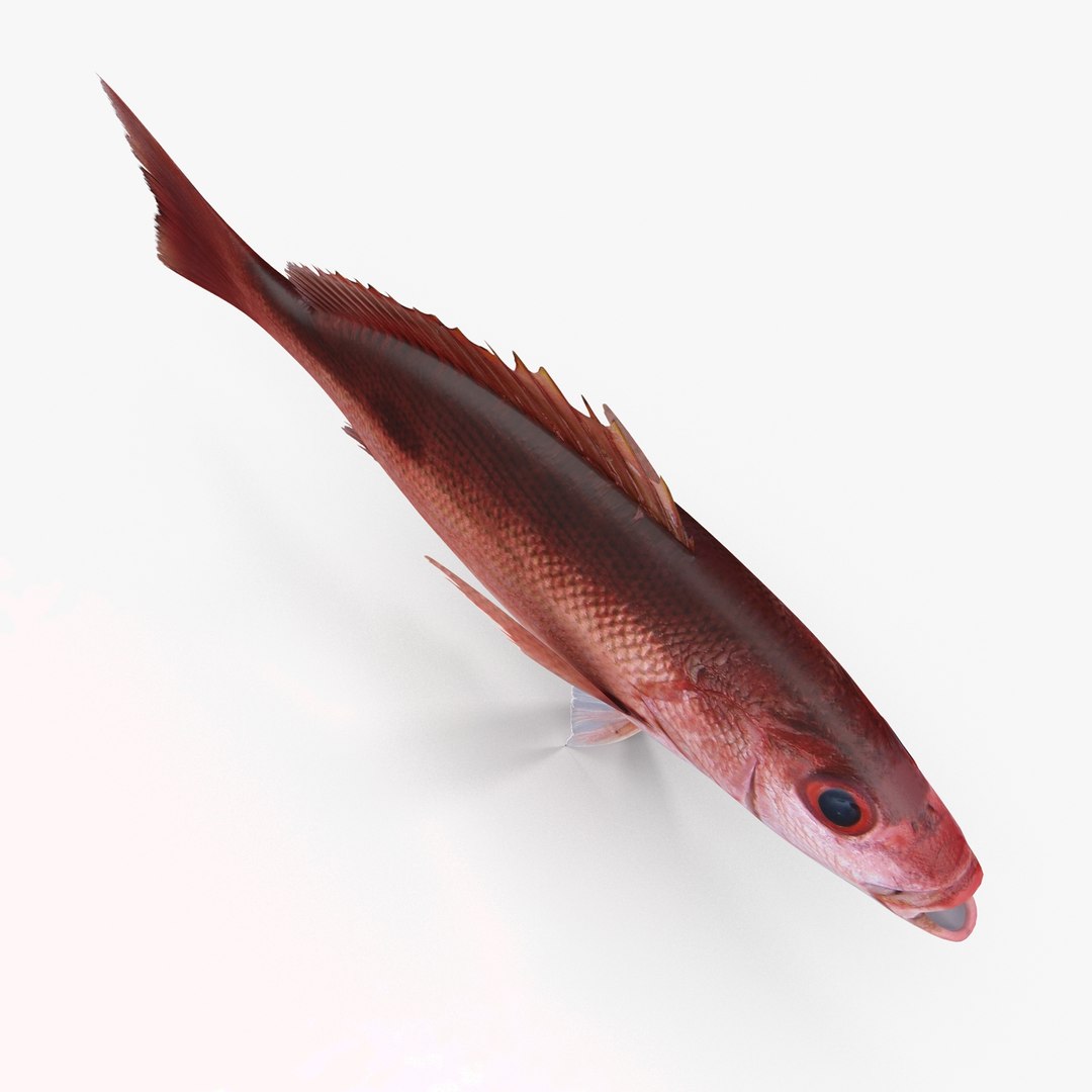 Pacific Red Snapper 3d Dxf