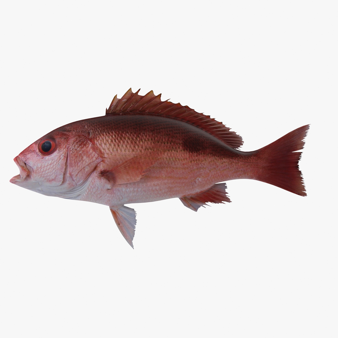 Pacific Red Snapper 3d Dxf