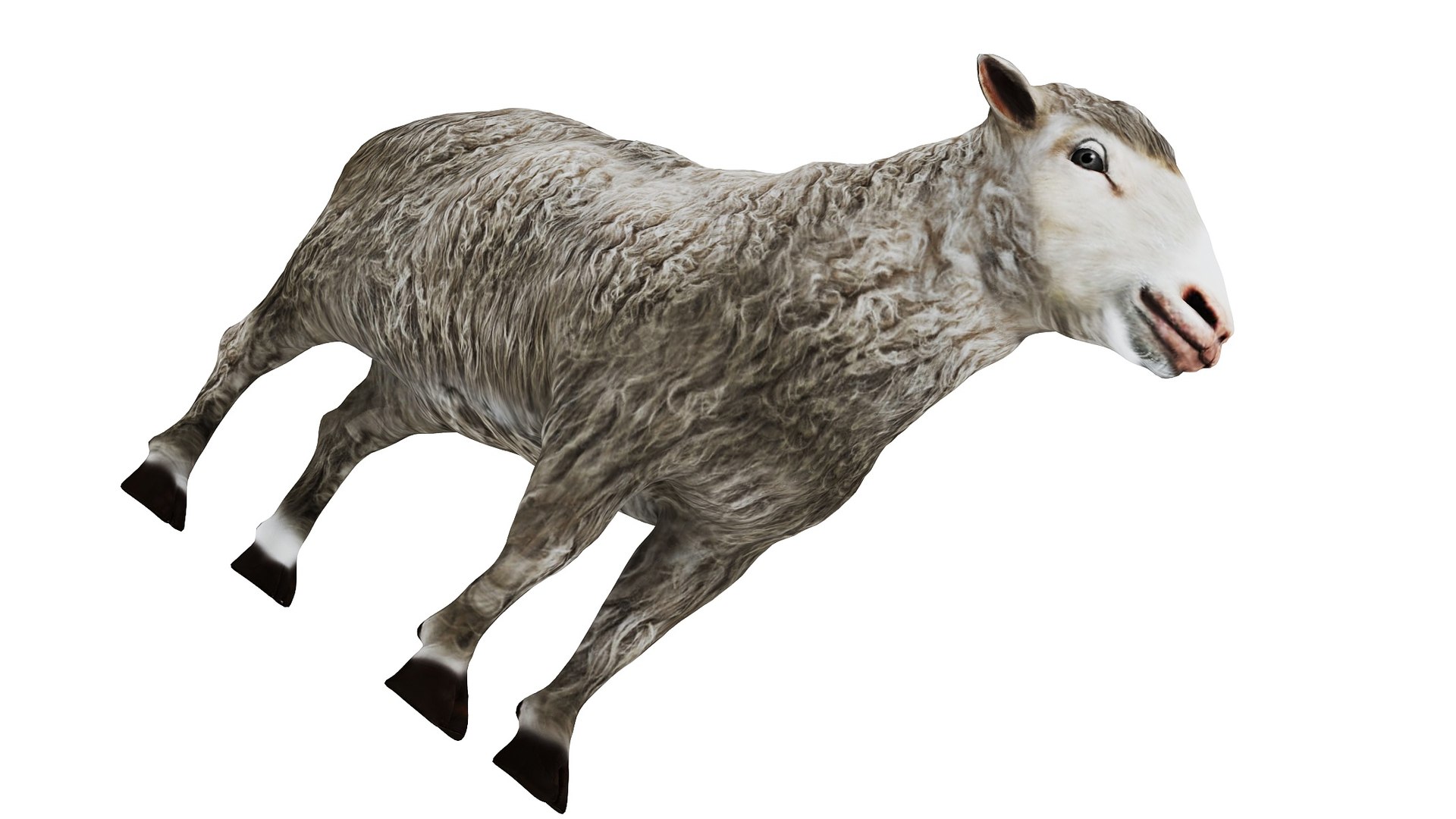 Realistic Sheep 3D Model - TurboSquid 1437767