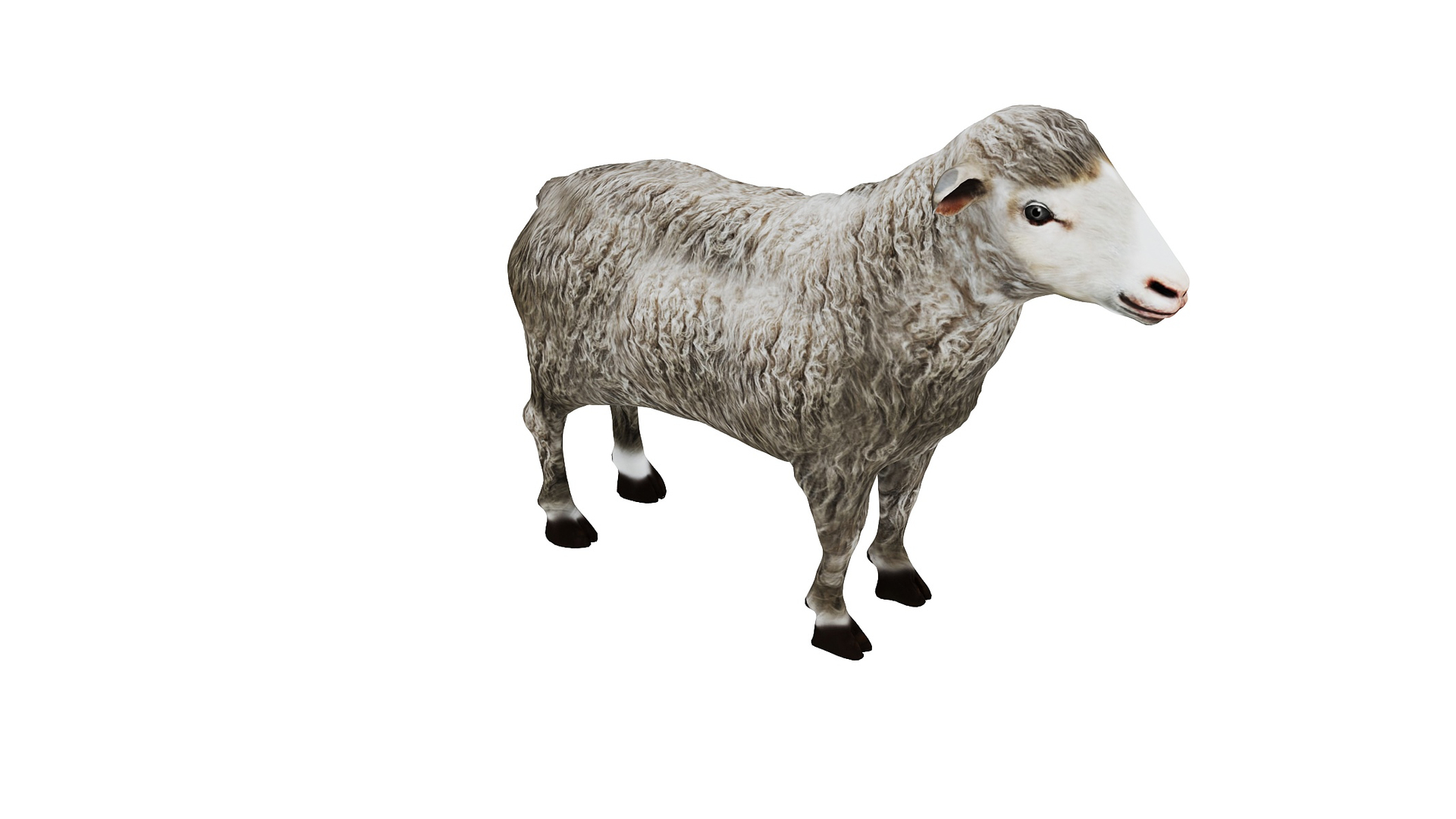 Realistic Sheep 3D Model - TurboSquid 1437767
