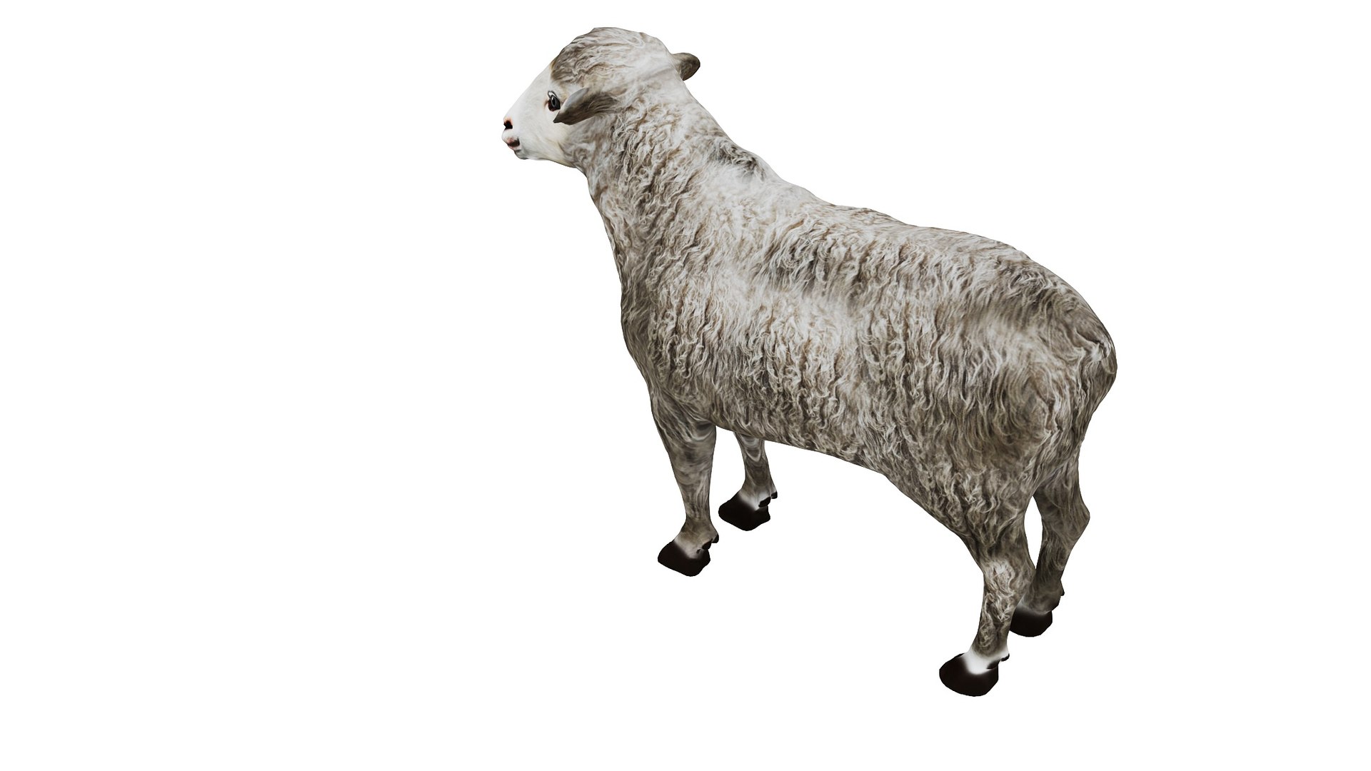 Realistic Sheep 3D Model - TurboSquid 1437767