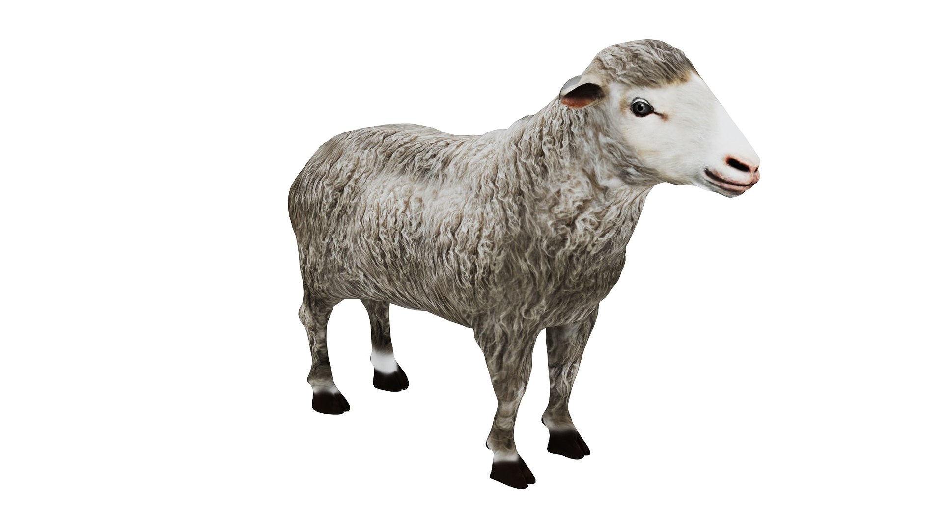 Realistic Sheep 3D Model - TurboSquid 1437767