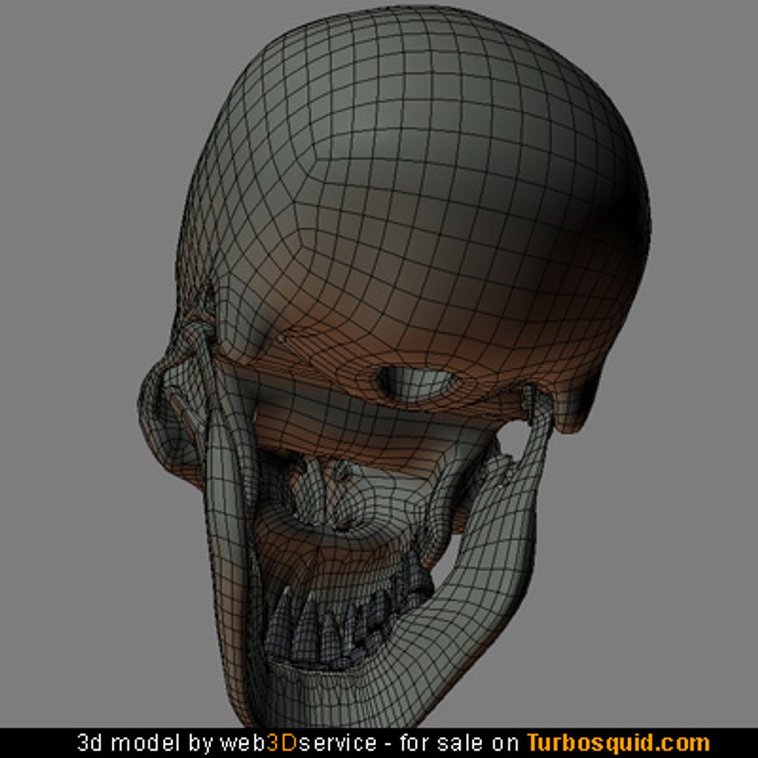 Human Skull 3d Model
