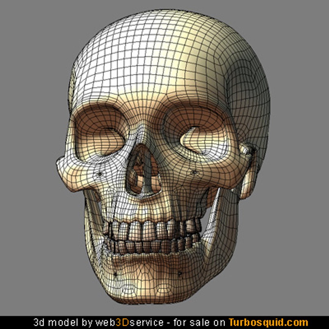 Human Skull 3d Model