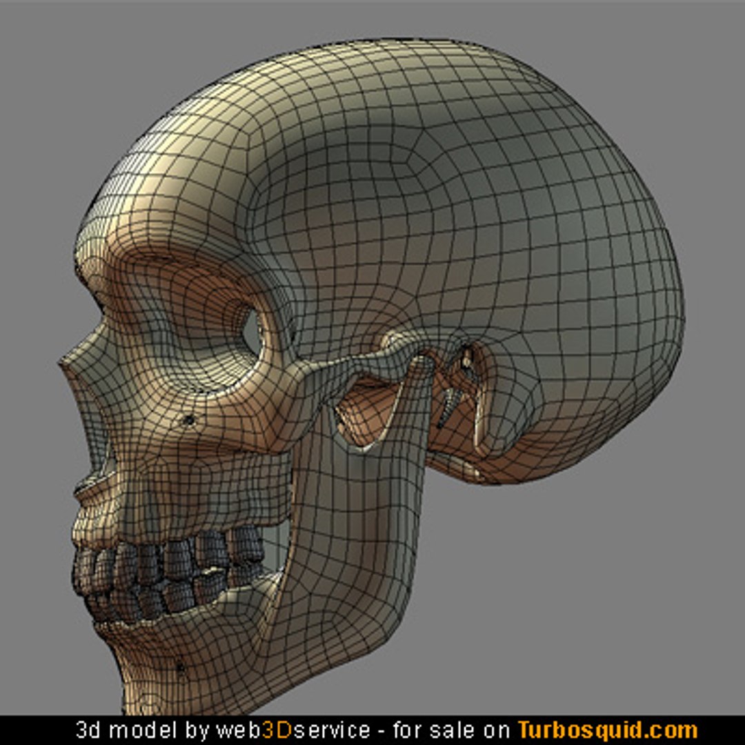 Human Skull 3d Model