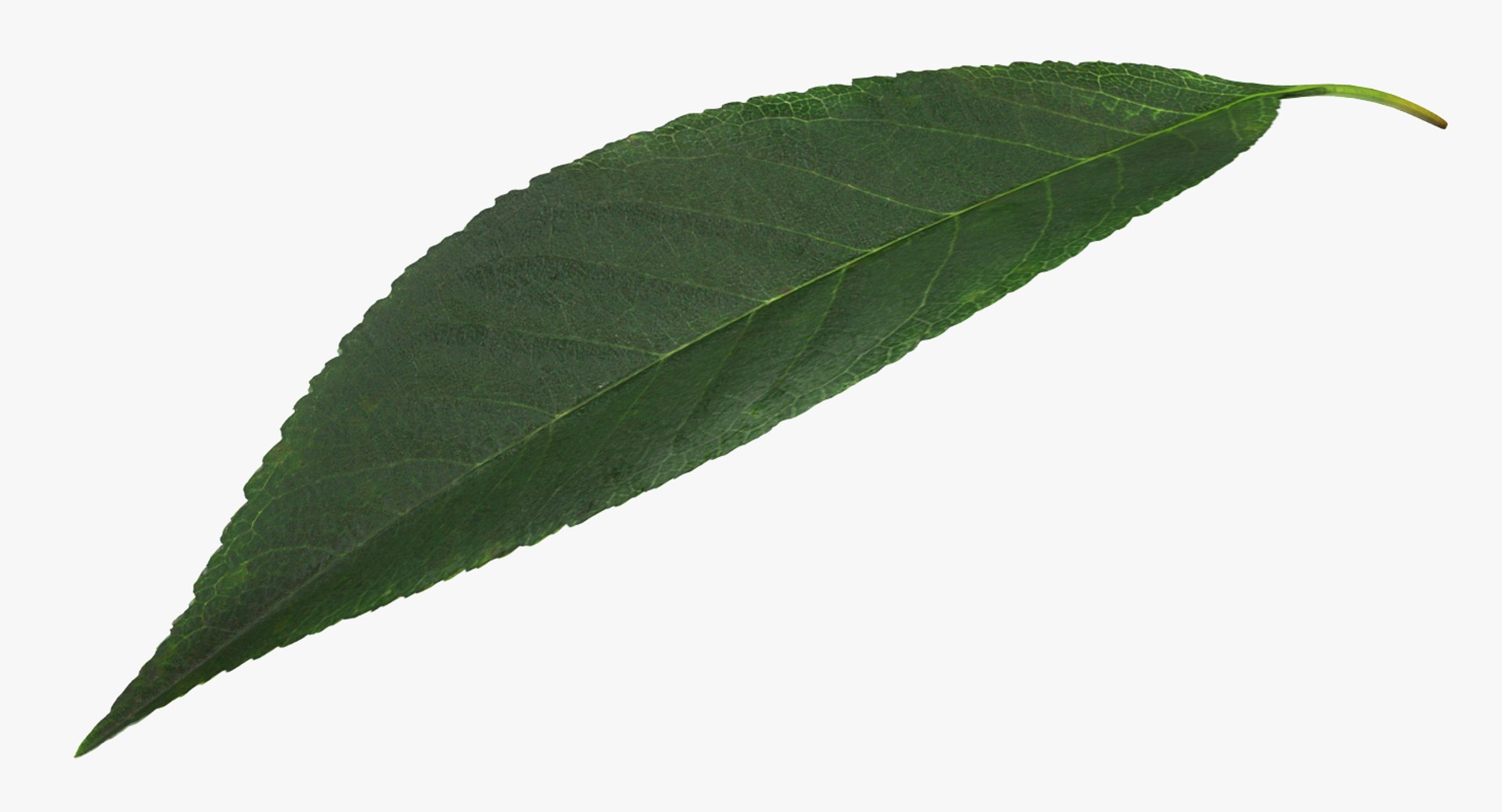 Cherry Leaf 3D Model - TurboSquid 1202623