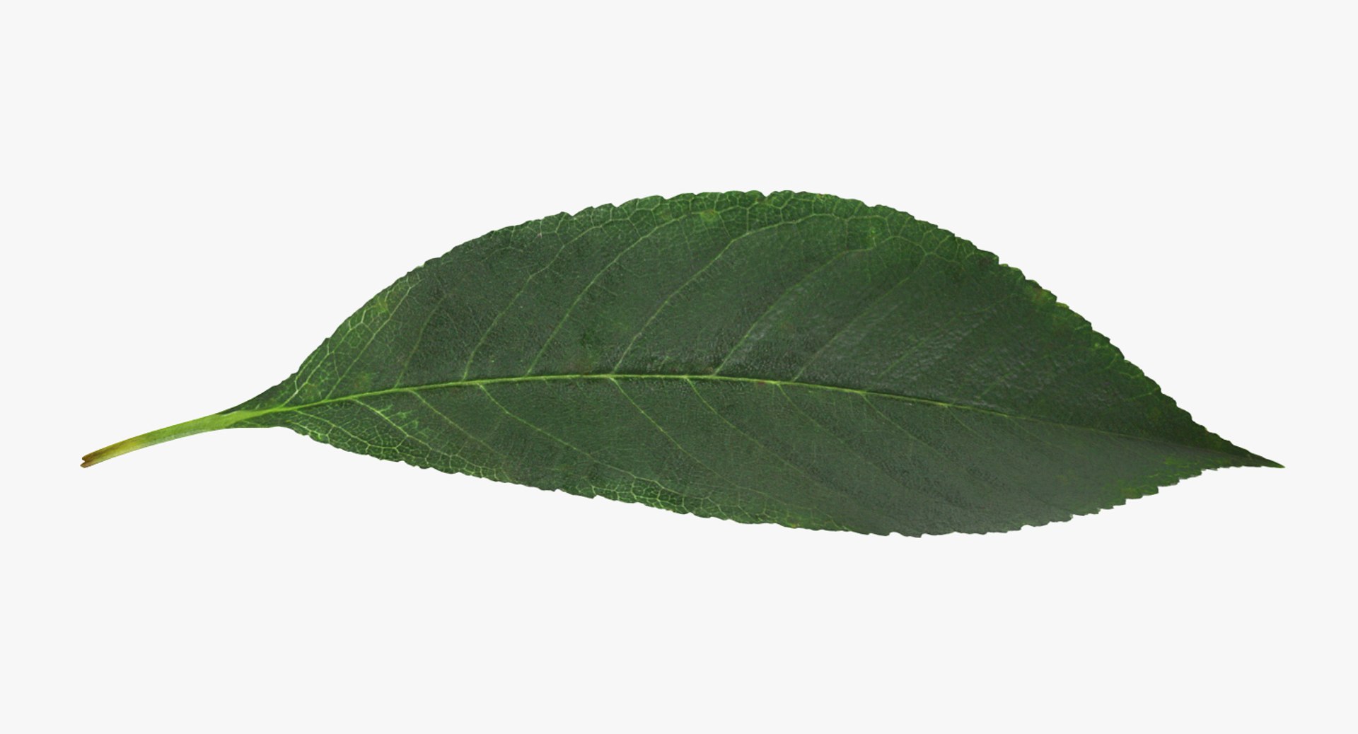 Cherry Leaf 3D Model - TurboSquid 1202623