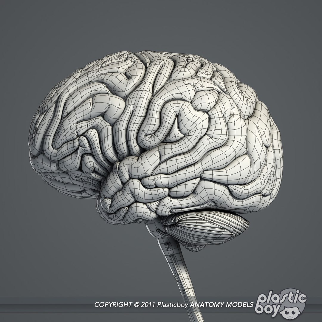3d Model Medically Nervous Brain Cerebellum