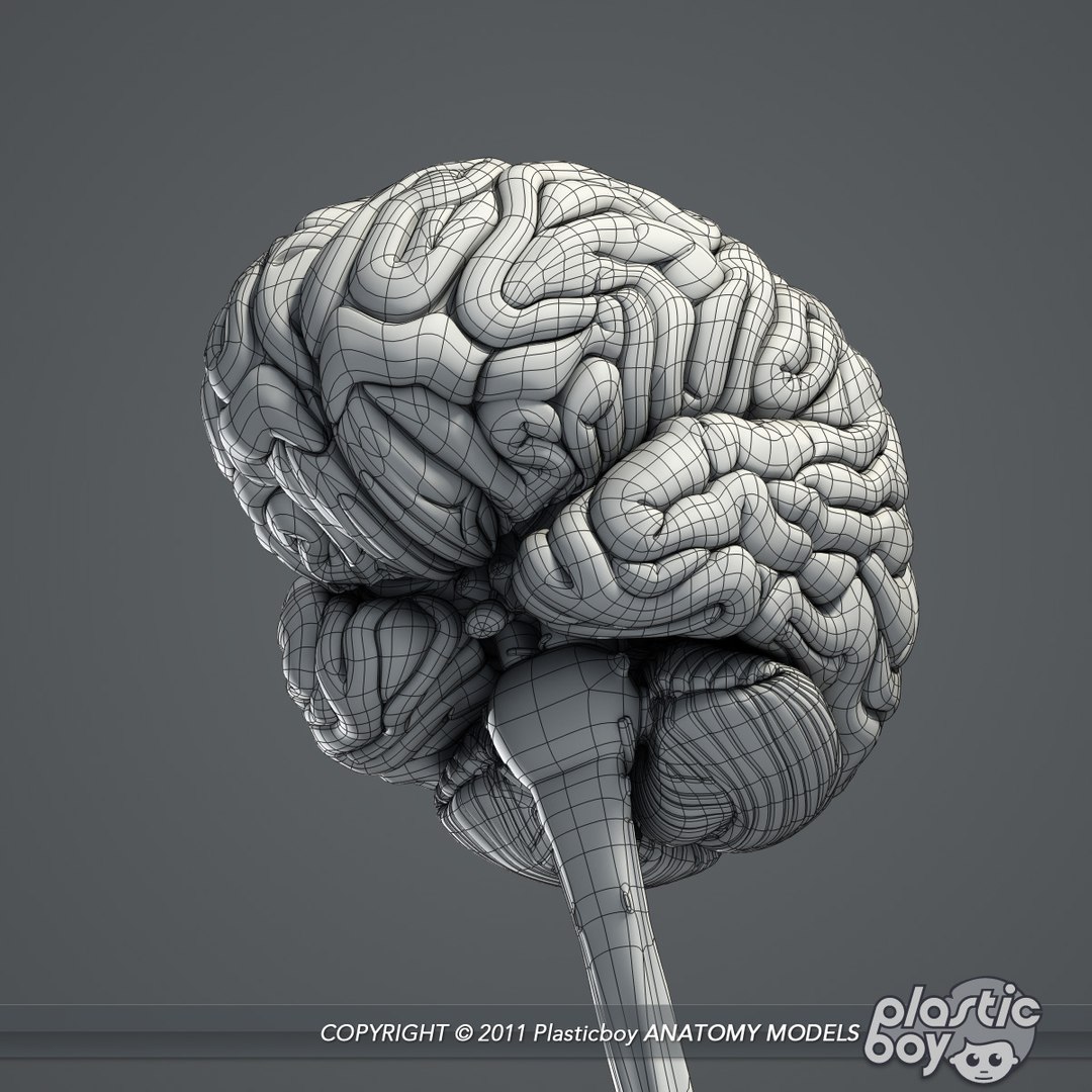 3d Model Medically Nervous Brain Cerebellum