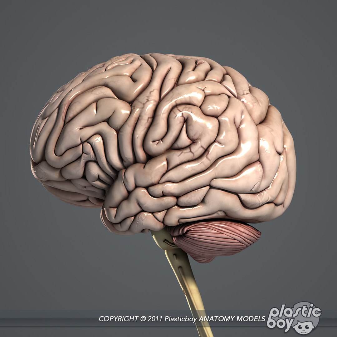 3d Model Medically Nervous Brain Cerebellum