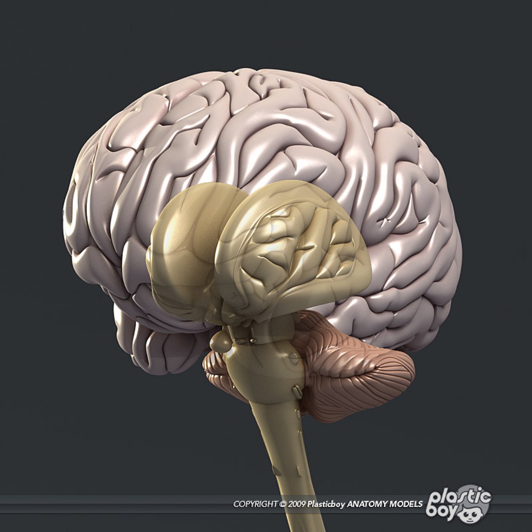3d Model Medically Nervous Brain Cerebellum