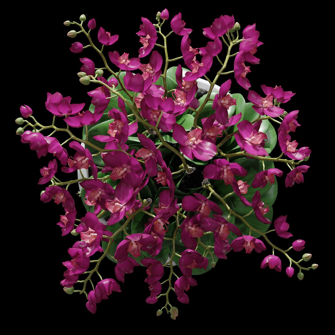 3D Model Set Orchid - TurboSquid 1642847