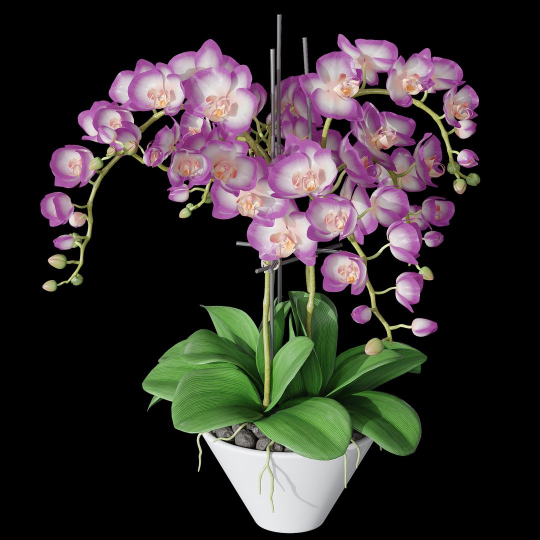3D Model Set Orchid - TurboSquid 1642847