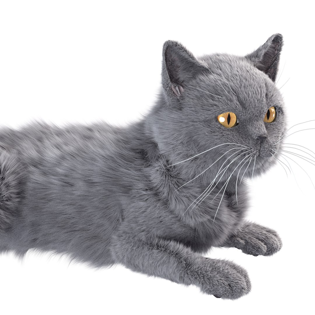 Gray Cat 3D Model - TurboSquid 1955151