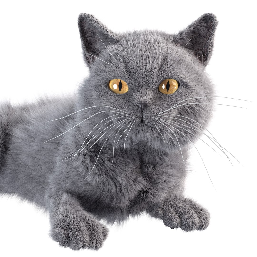 Gray Cat 3D Model - TurboSquid 1955151