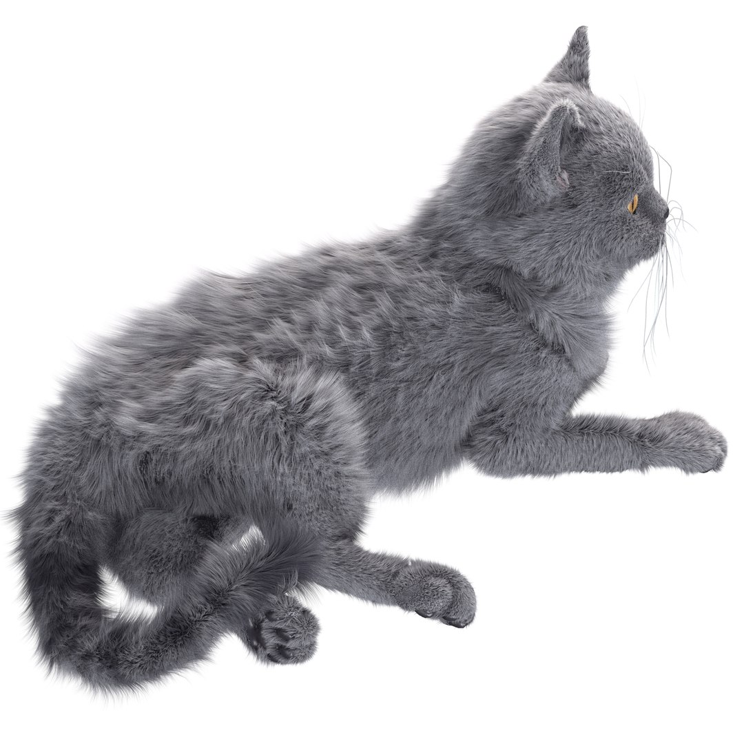 Gray Cat 3D Model - TurboSquid 1955151