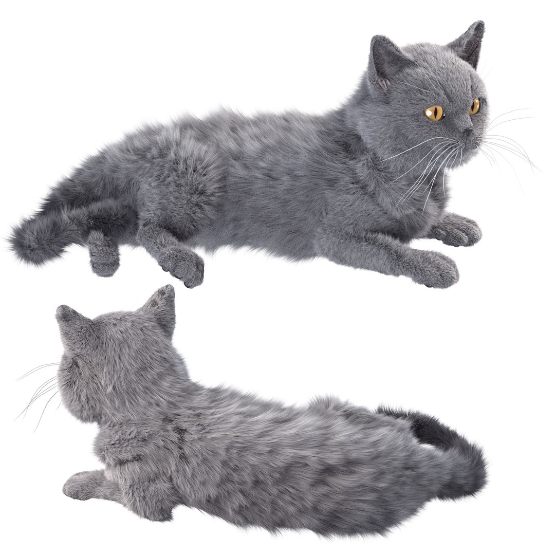Gray Cat 3D Model - TurboSquid 1955151