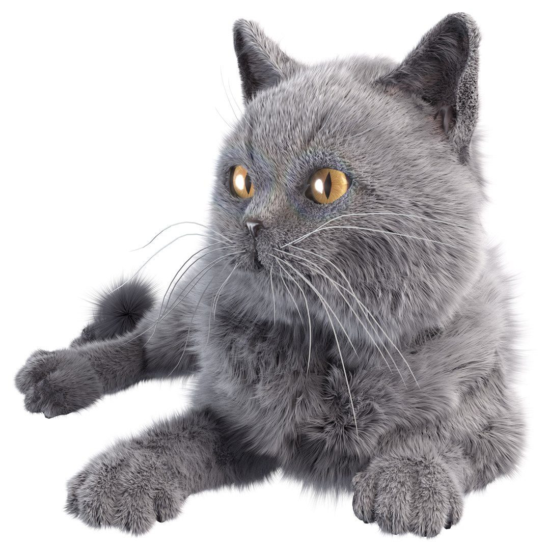 Gray Cat 3D Model - TurboSquid 1955151