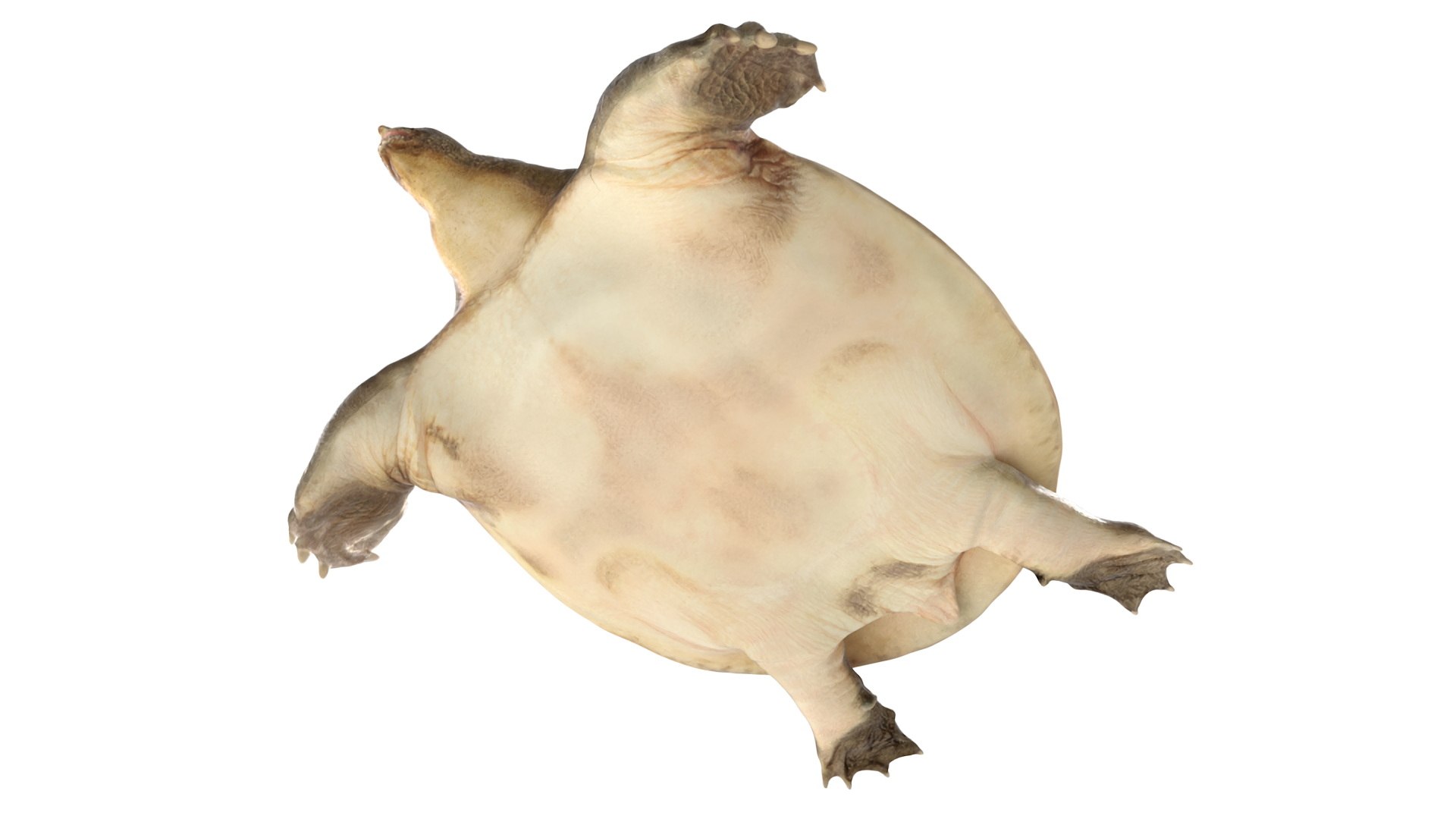 3D Pelochelys Cantorii Rigged For Maya - TurboSquid 2297528