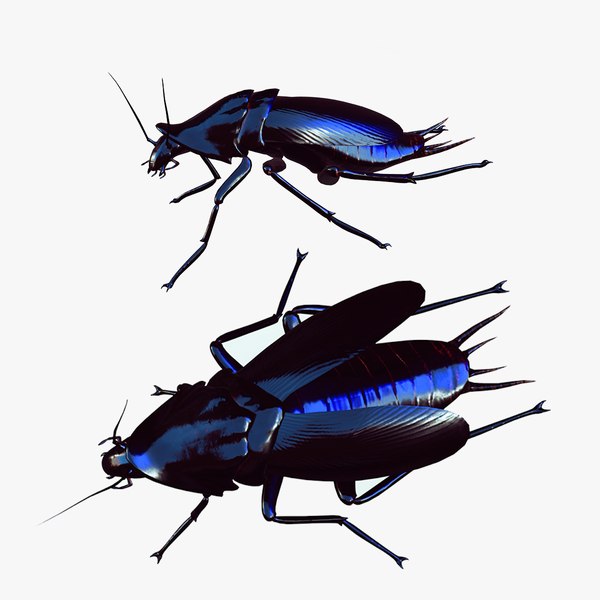 modelo 3d Cockroach BLACK - TurboSquid 2113031