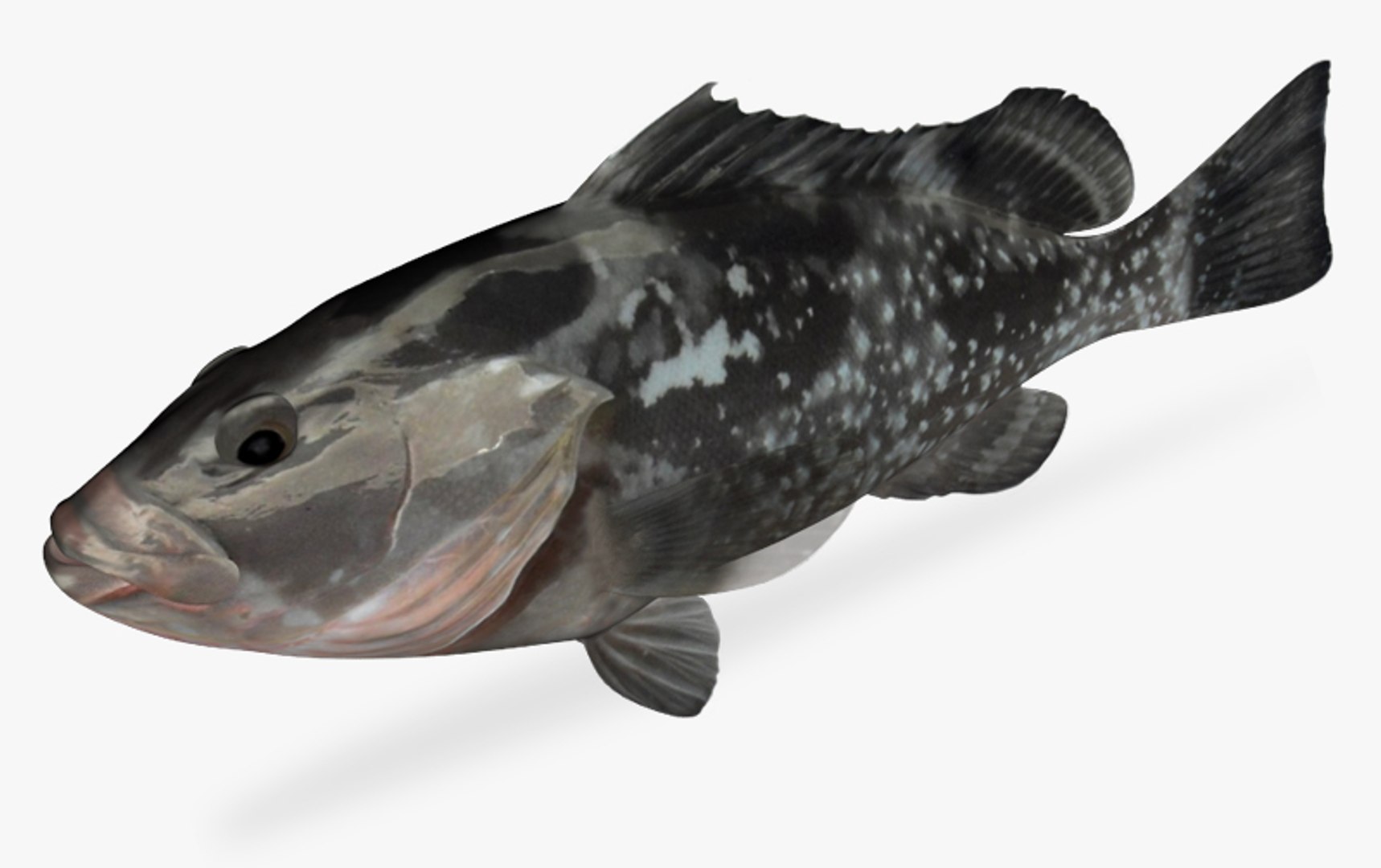 3d Fbx Red Grouper
