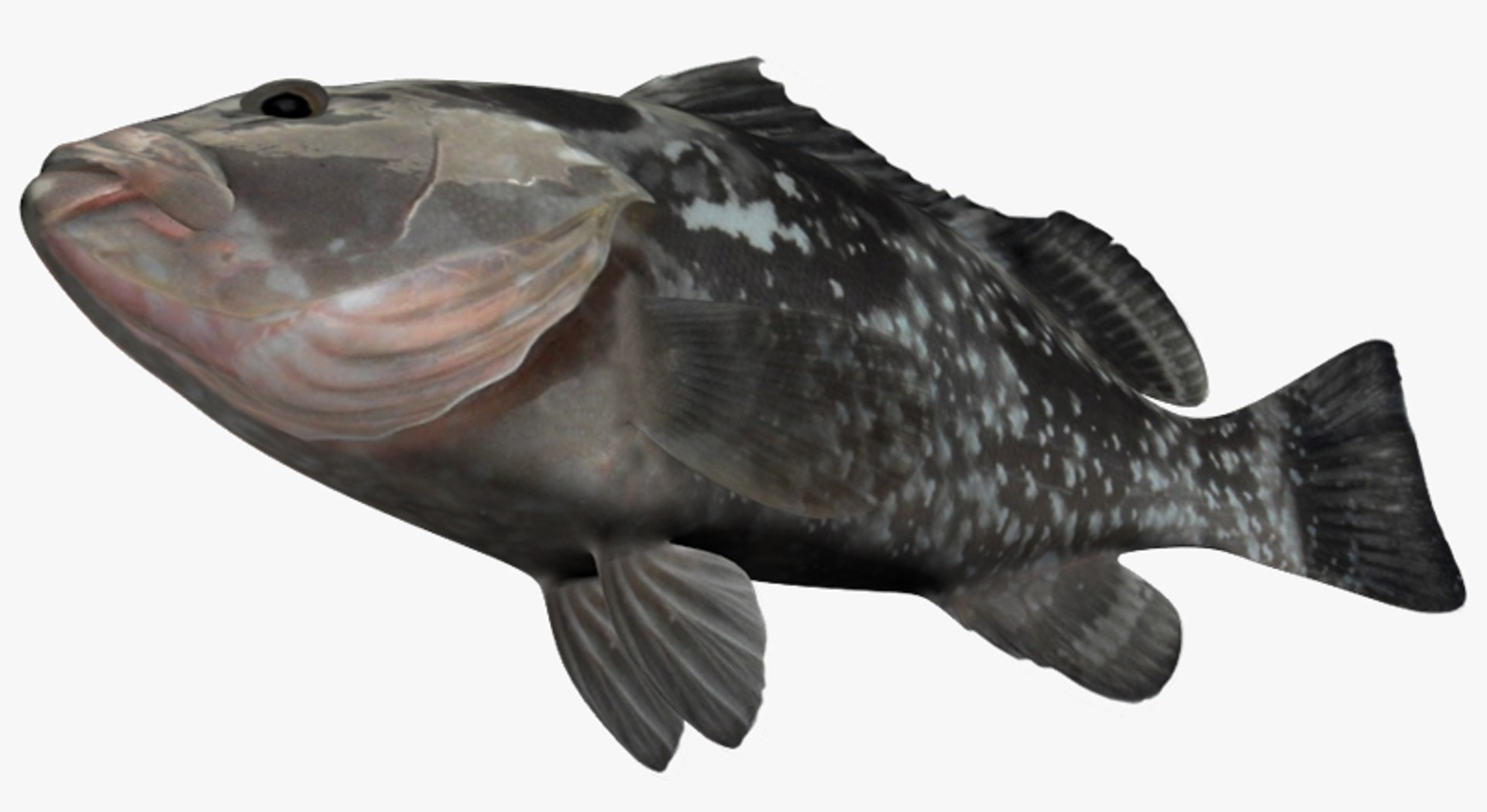 3d Fbx Red Grouper