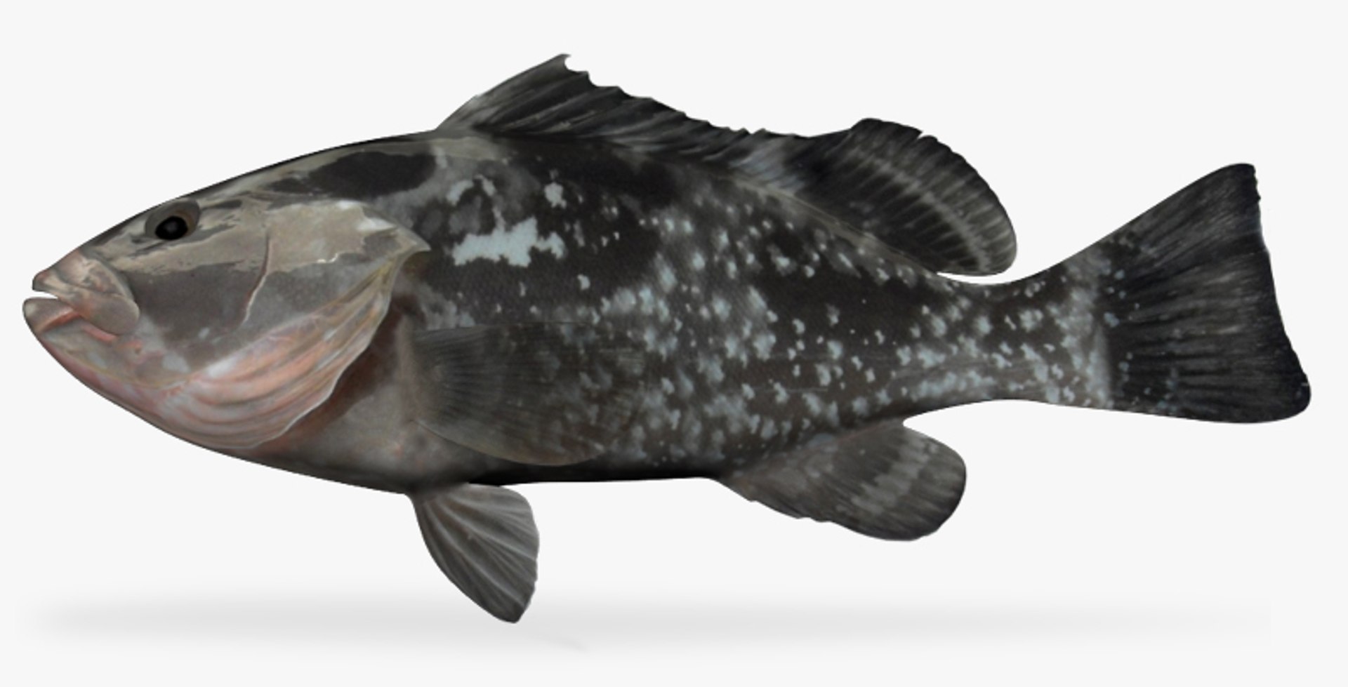 3d Fbx Red Grouper
