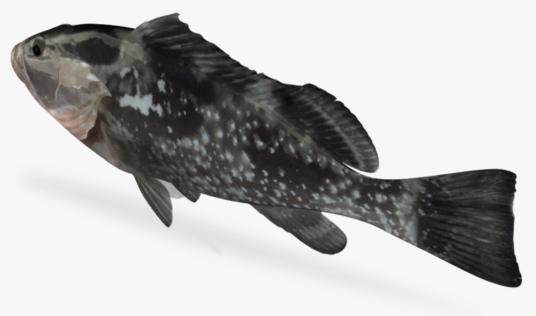 3d Fbx Red Grouper