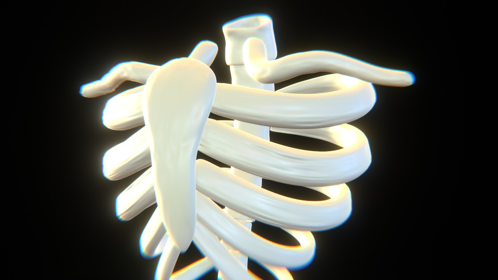 Rib 3D - TurboSquid 1944983