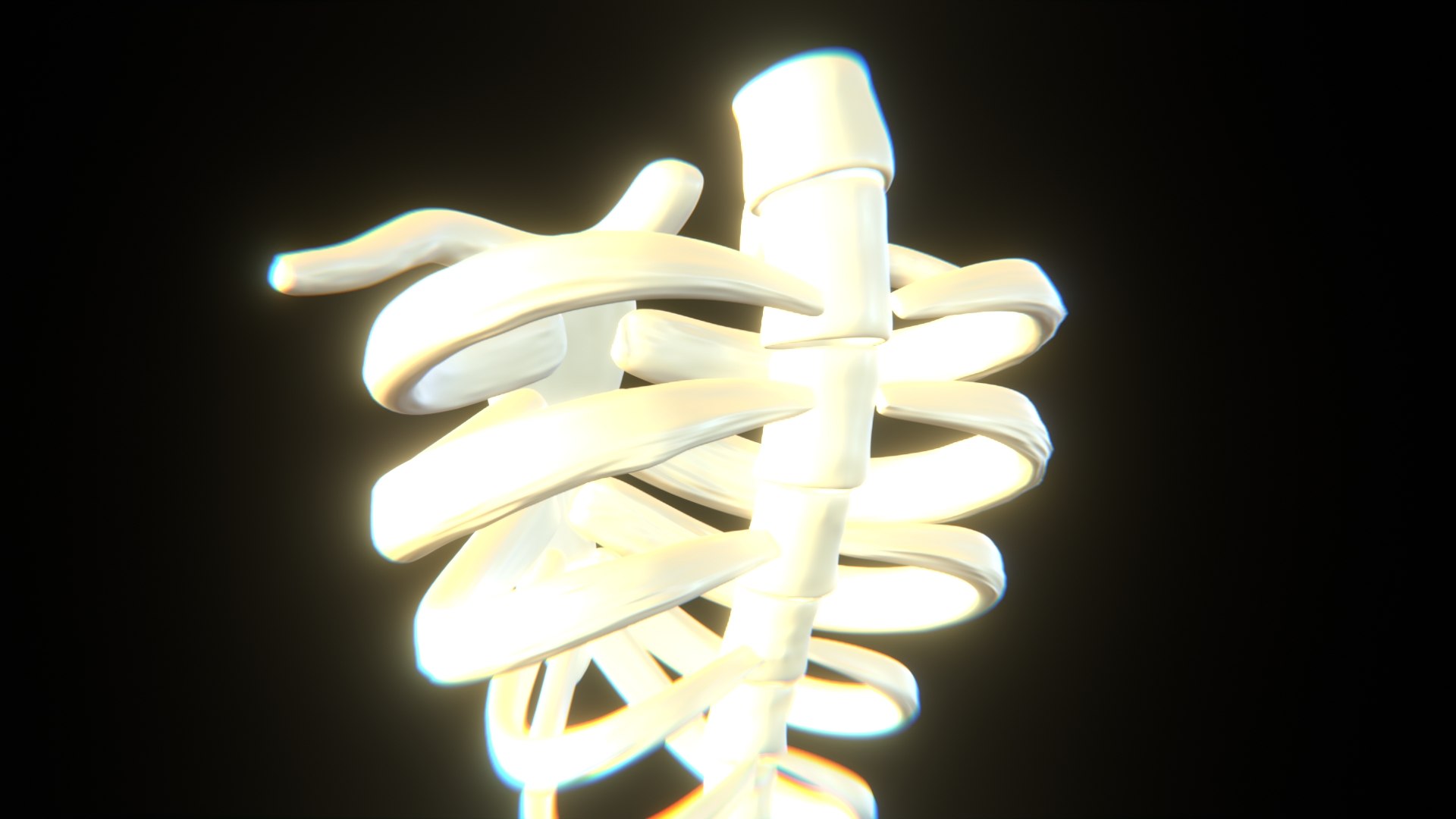 Rib 3D - TurboSquid 1944983