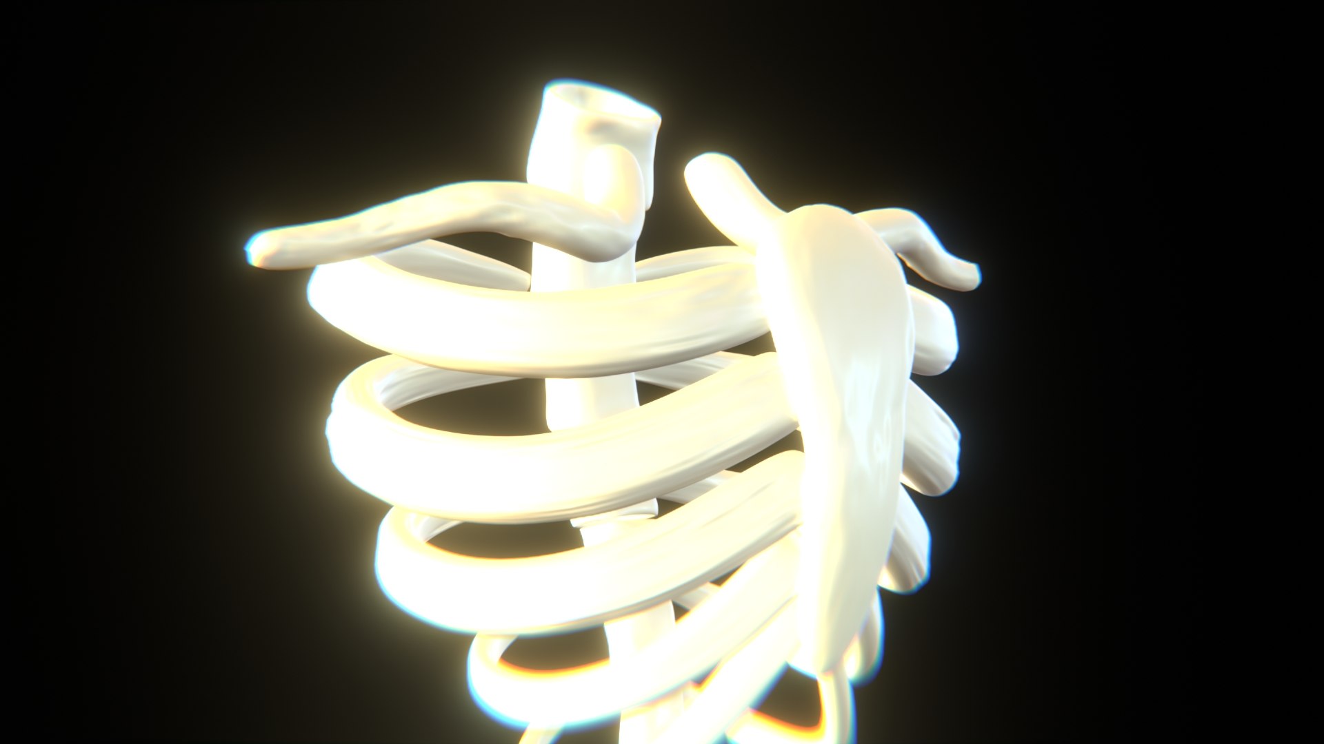 Rib 3D - TurboSquid 1944983