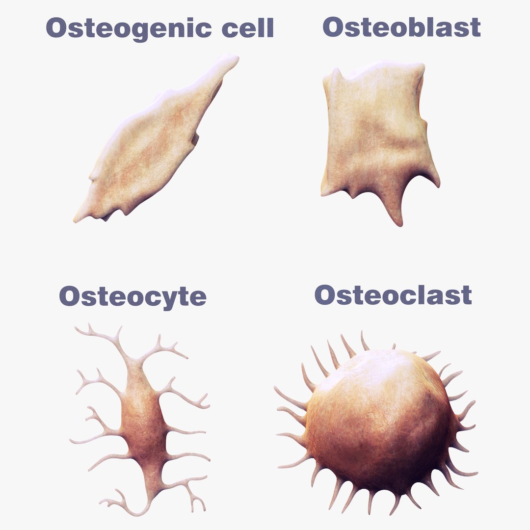3D Model Osteo Cell Anatomy Pack - TurboSquid 2082168