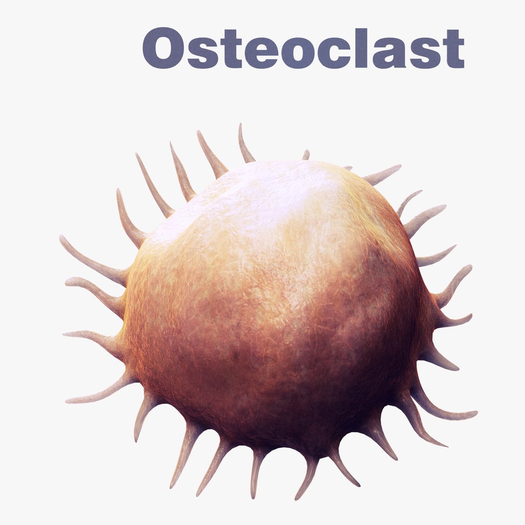3D Model Osteo Cell Anatomy Pack - TurboSquid 2082168
