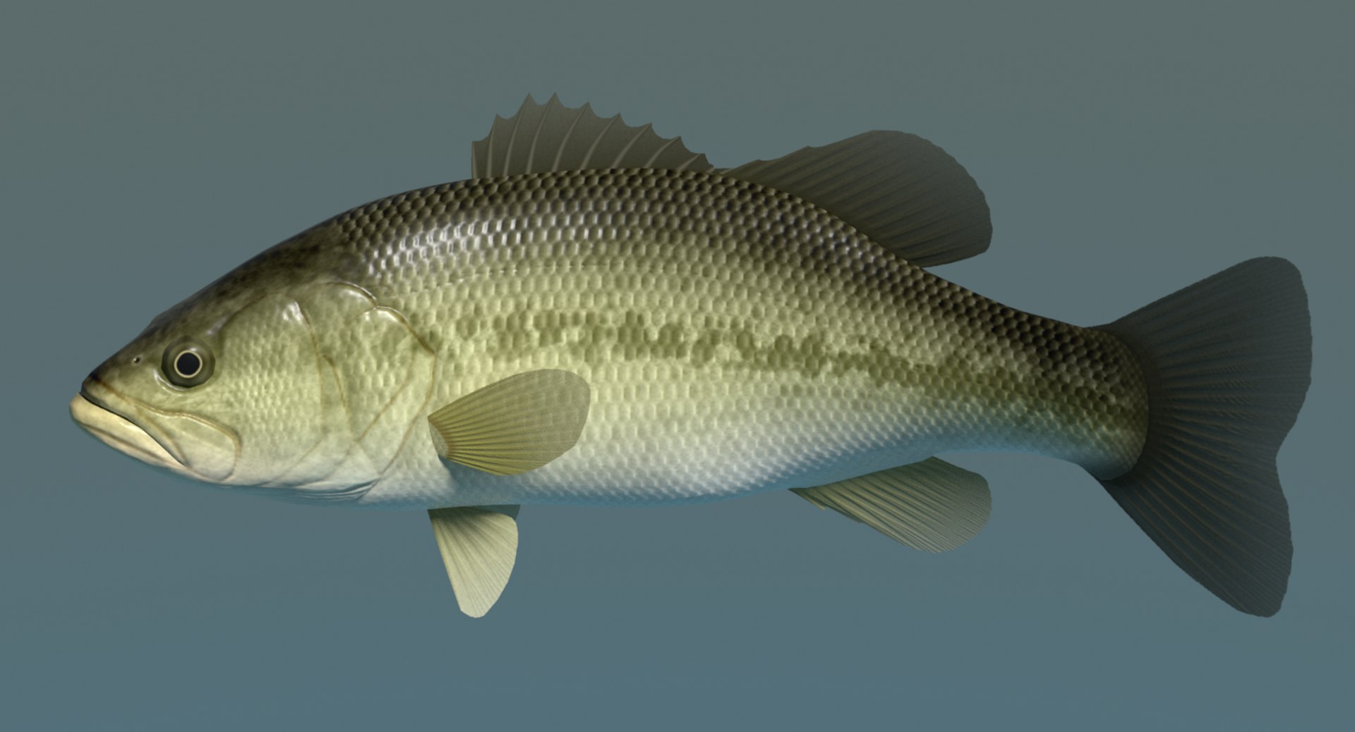 Blackbass Bass 3d Model